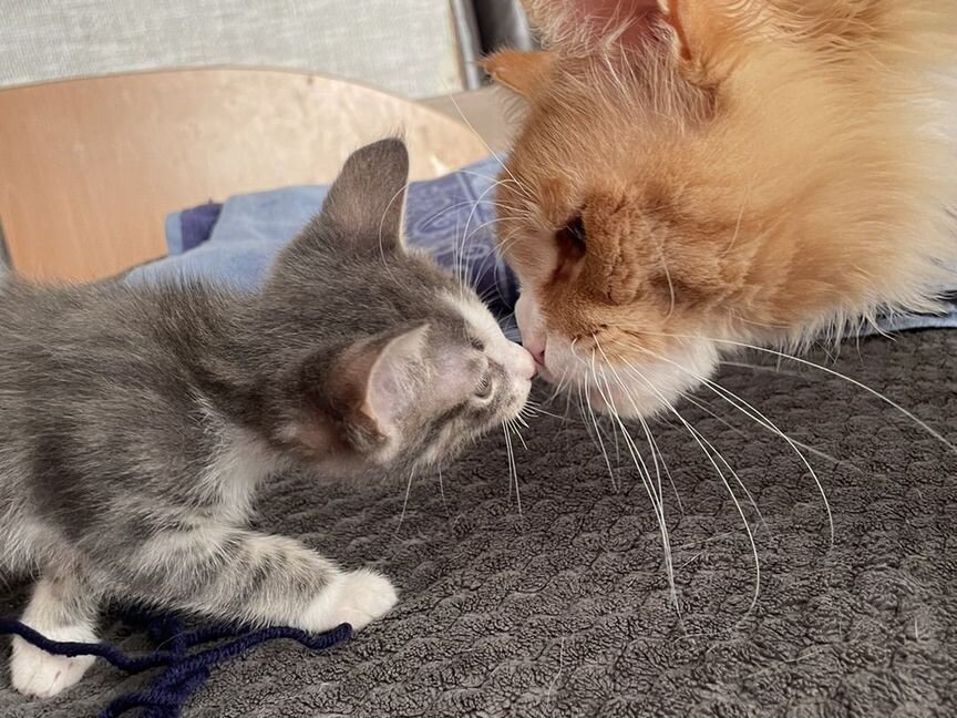 Котята мейн-кун метис