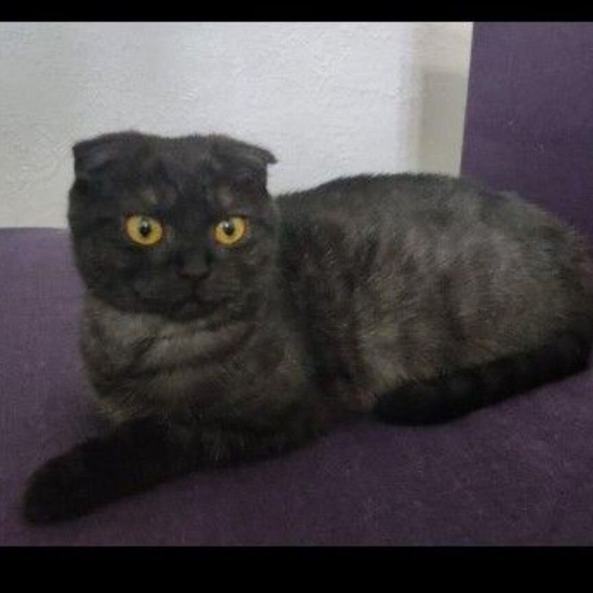 Кошка на вязку