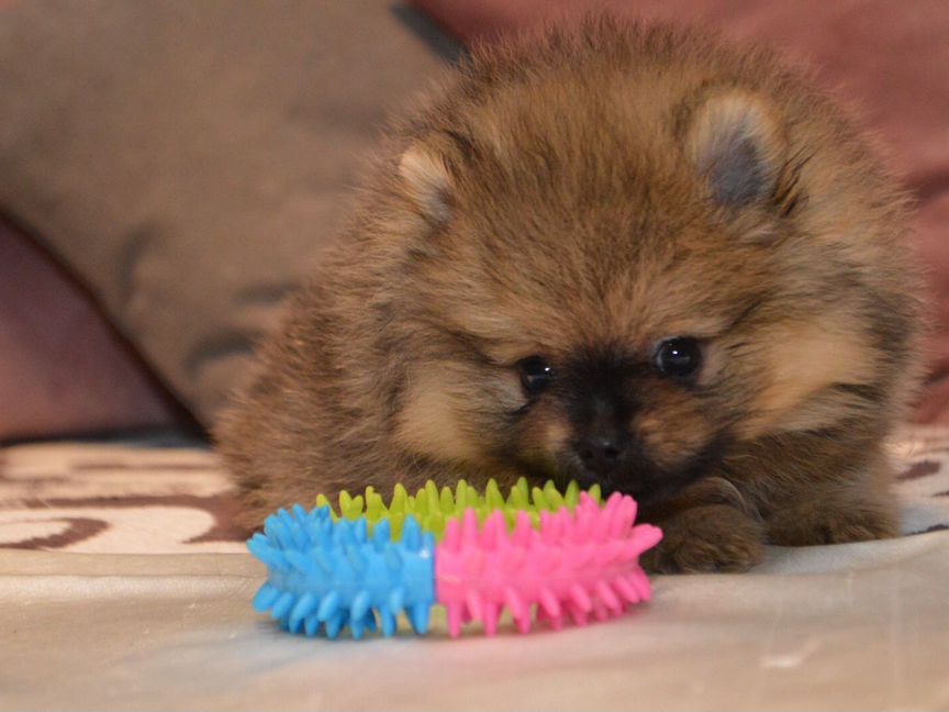 Померанский шпиц