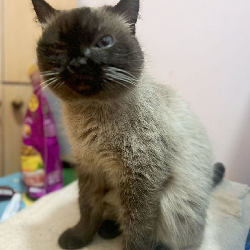 Ищем хозяев кошечке