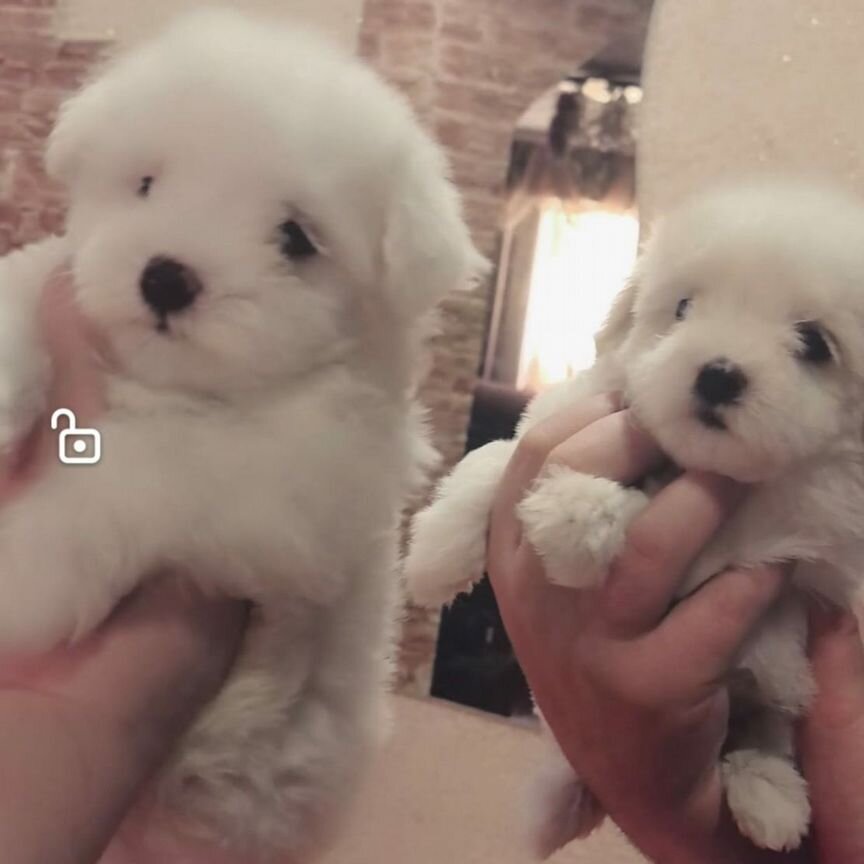 Девочки Мальтезочки