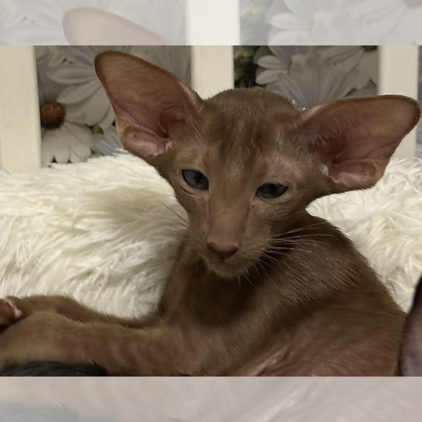 Ориентальный котёнок