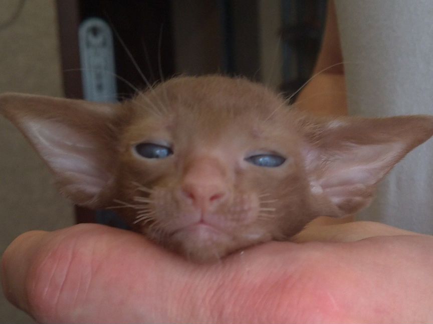Ориентальные котята