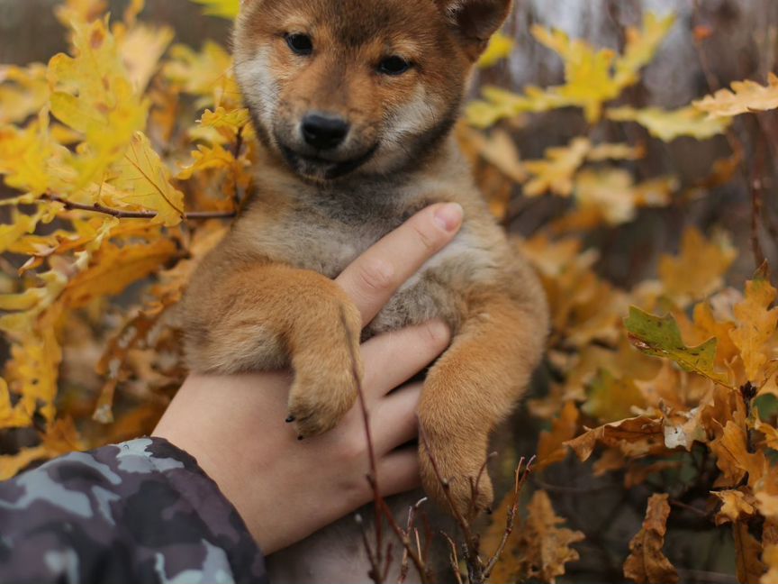 Девочка сиба ину