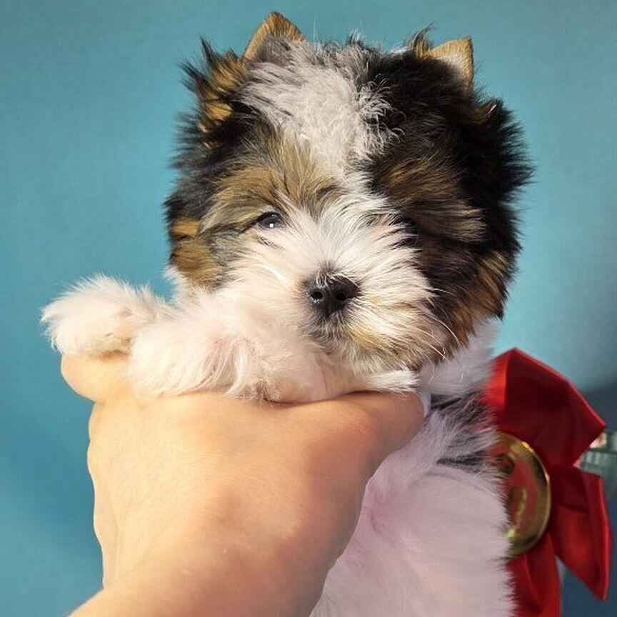 Бивер-йоркширский терьер, щенок