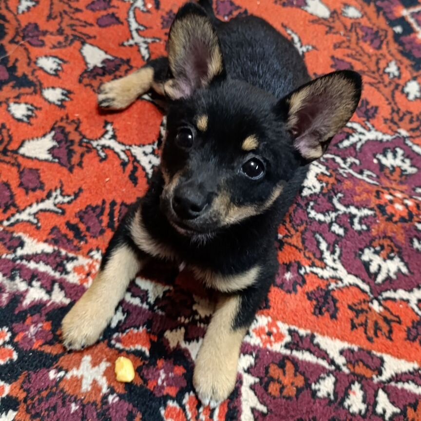 Щенок чихуахуа девочка