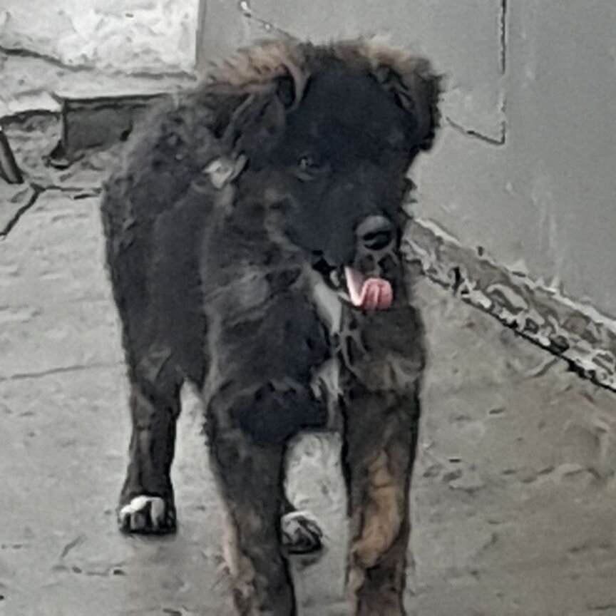 Отдам в добрые руки собаку