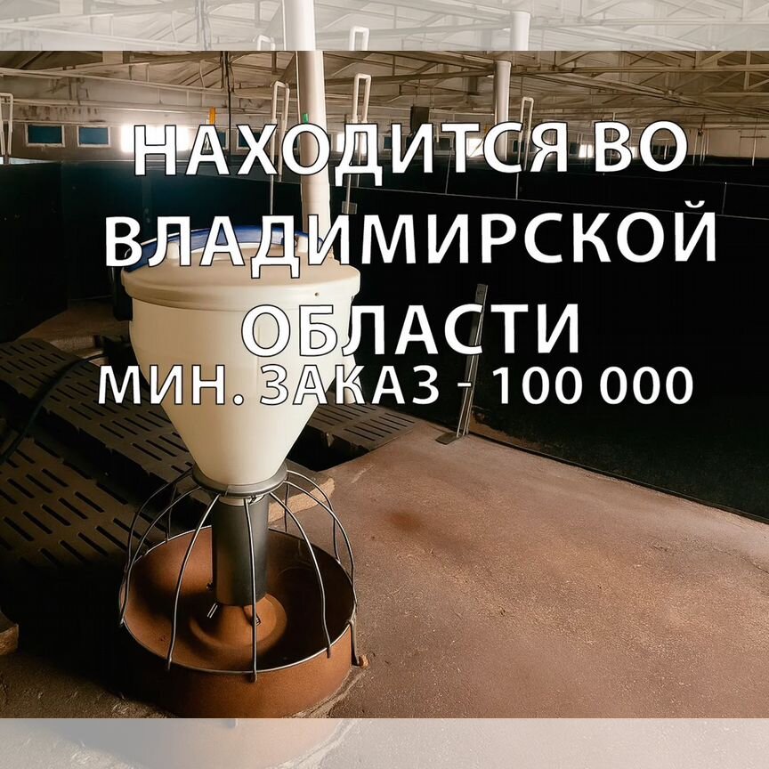 Бункерные кормушки для свиней