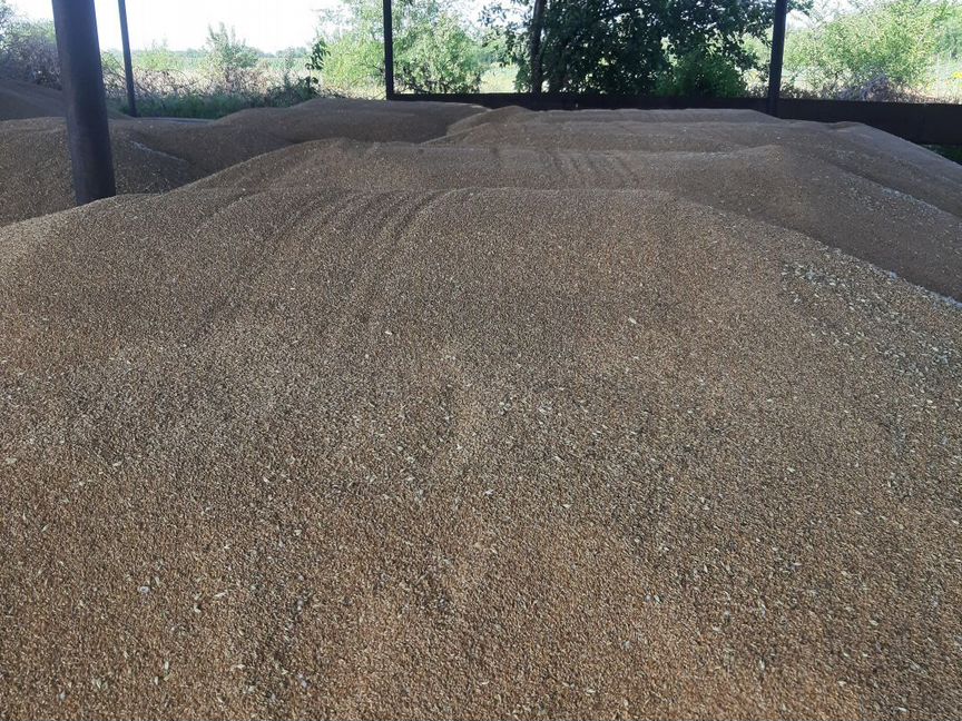 Зерно Тритикале