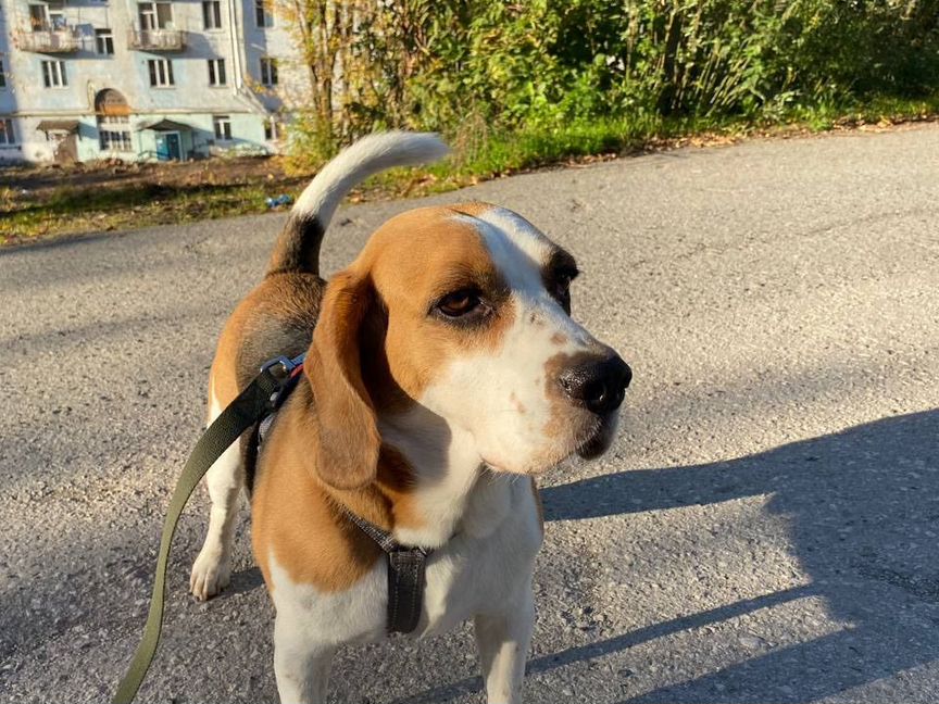 Добрейший бигль в добрые руки