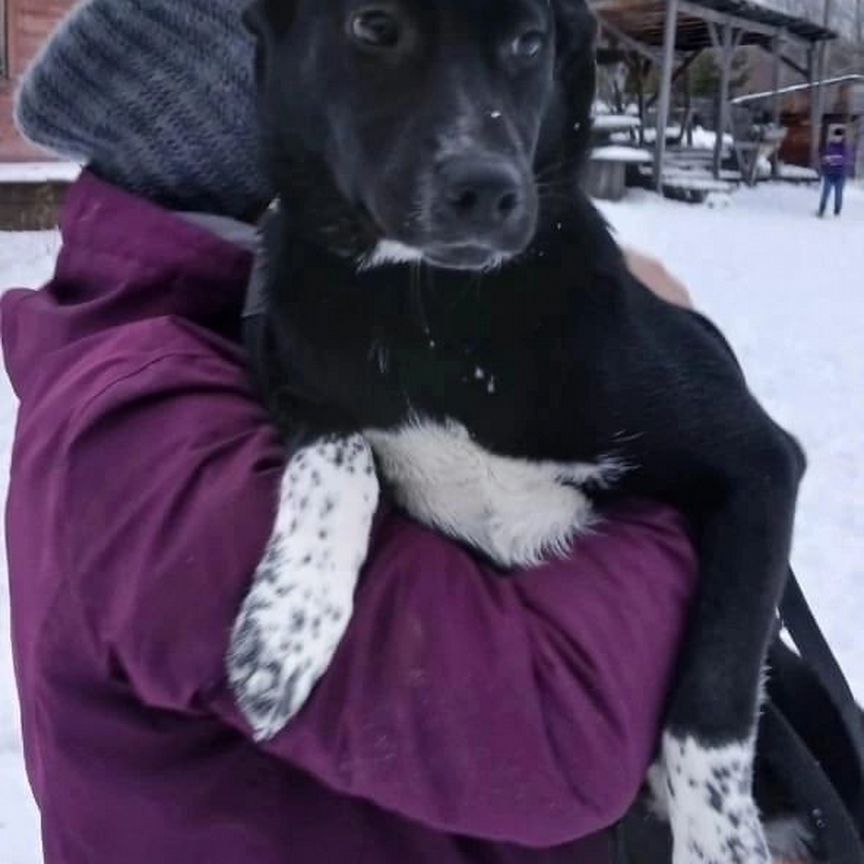 Шейла в поисках дома