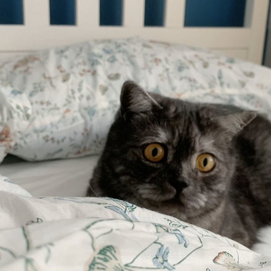 Кот Шотландец в добрые руки