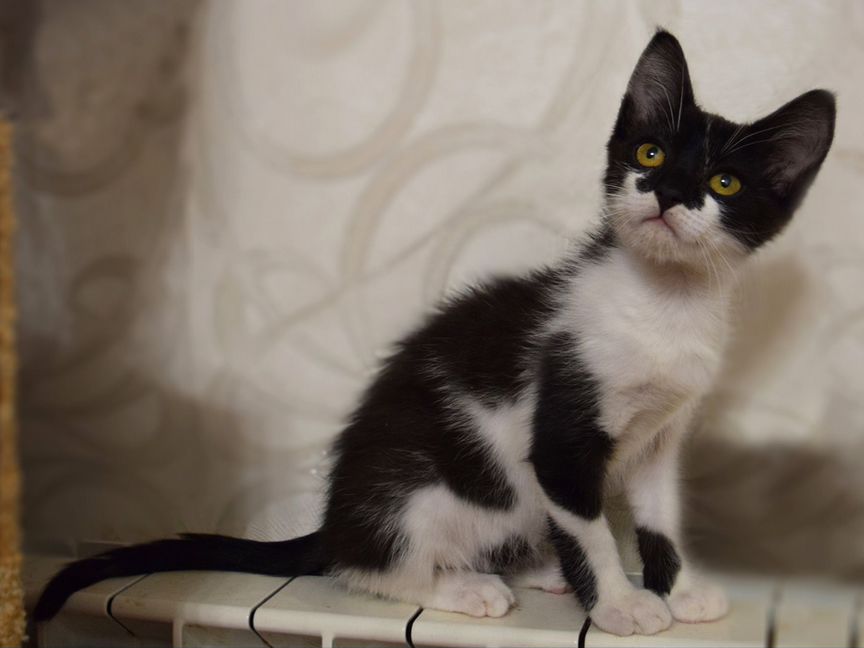 Котёнок мальчик добрый спокойный хороший малыш