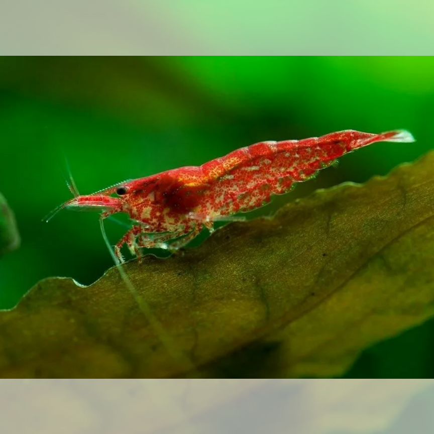Креветка вишня - Neocaridina heteropoda