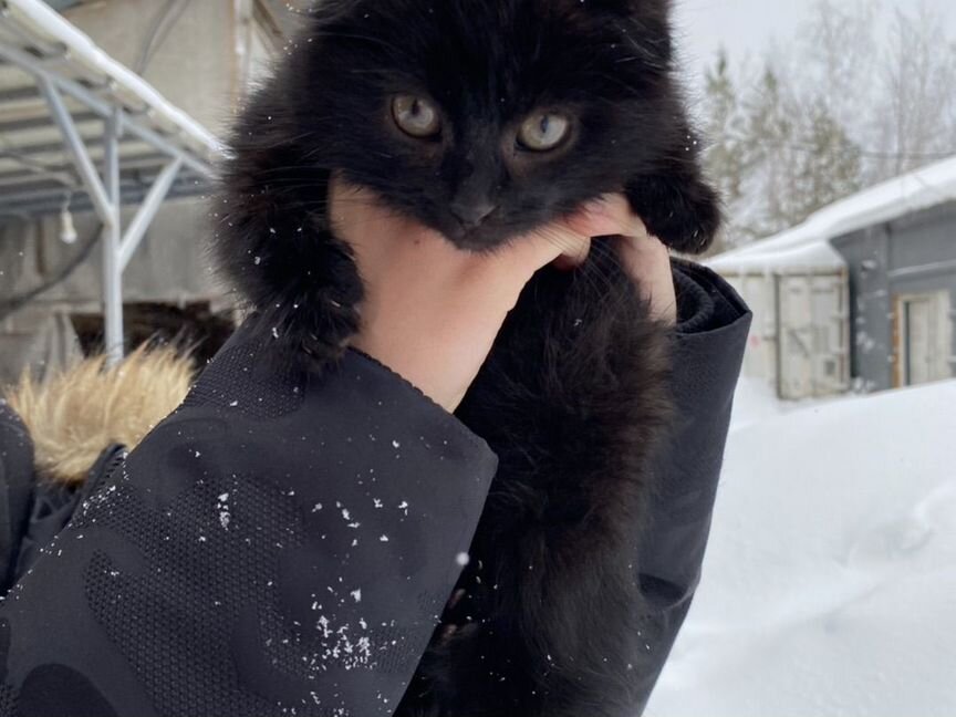 Котята от вислоухой шотландской кошечки