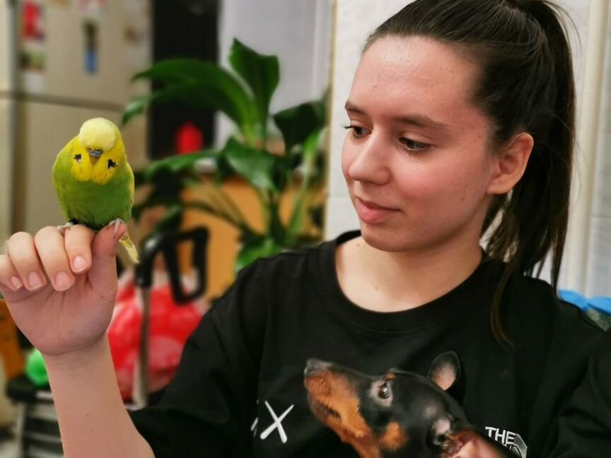 Выставочный попугай чех