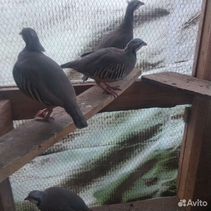 Кеклик каменная куропатка