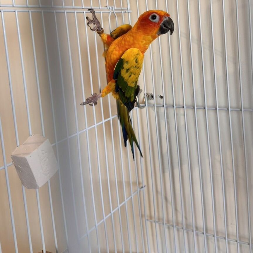 Попугай Солнечный аратинга