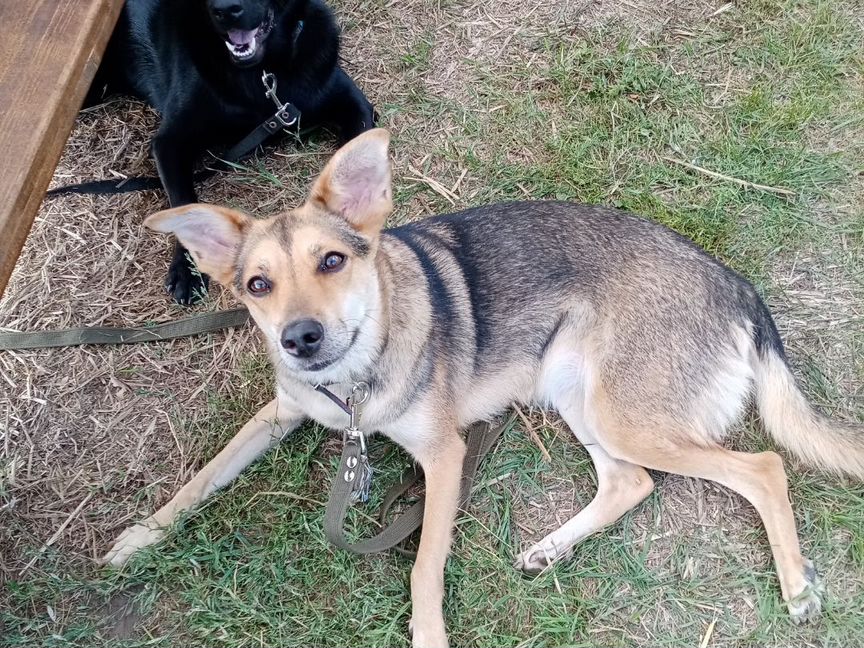 Лапушка Зара в добрые руки