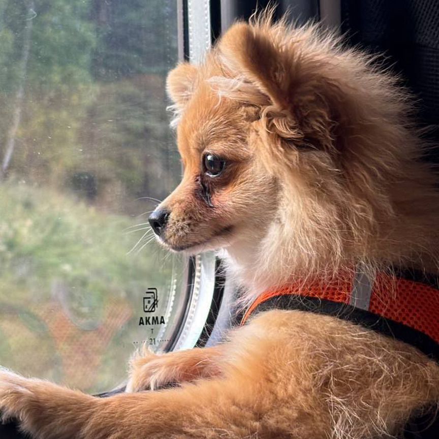 Немецкий шпиц, щенок