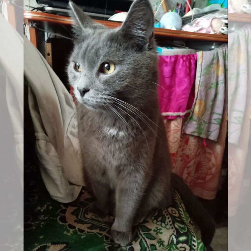 Британский короткошёрстный кот, взрослый