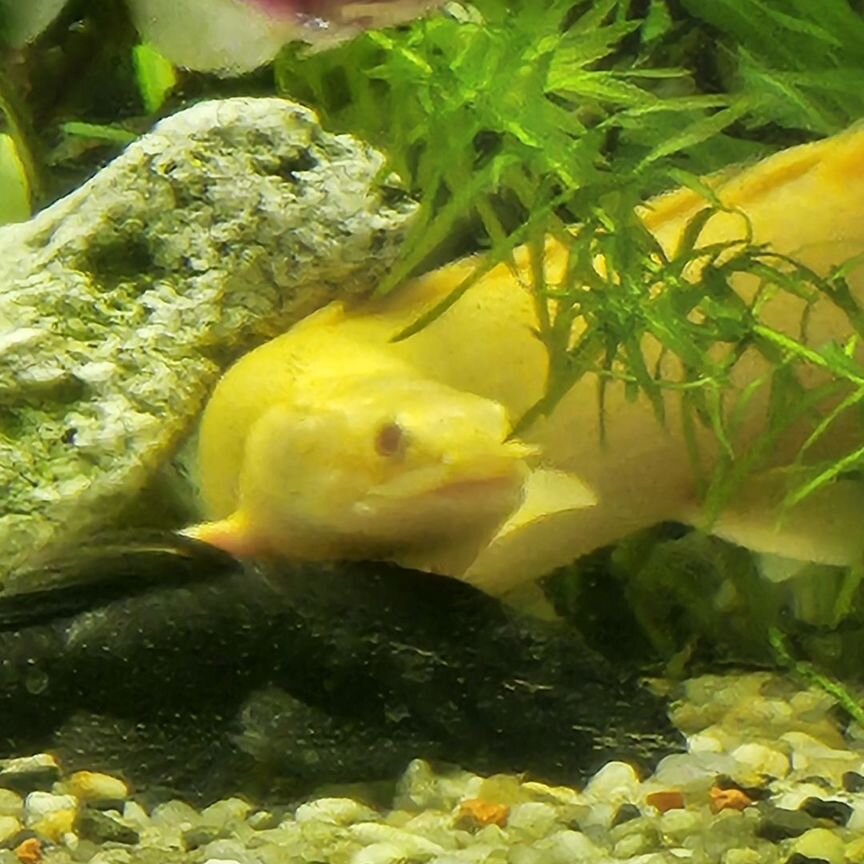 Полиптерус сенегальский (многопер)