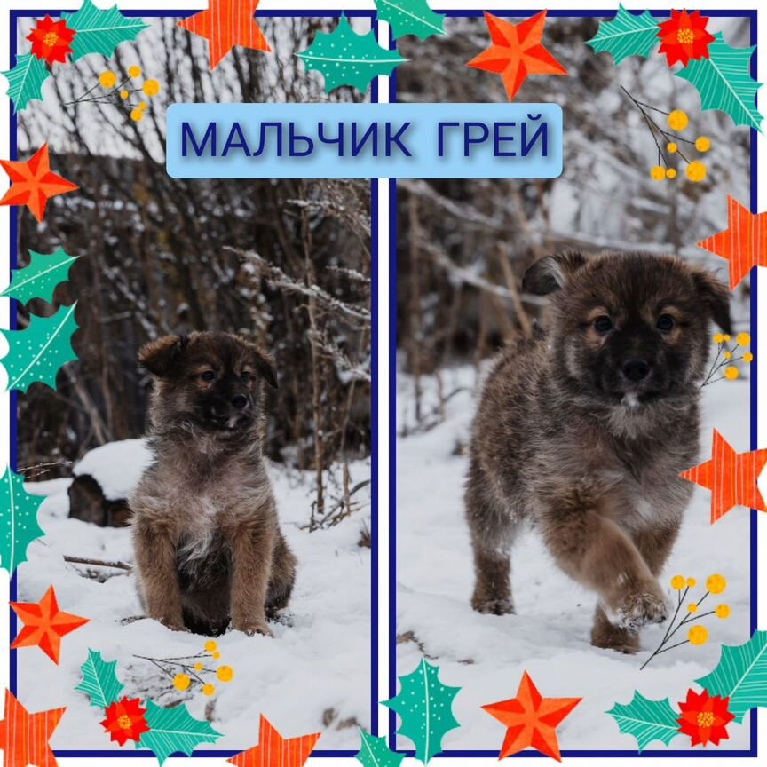 Щенок Грей (мальчик) в добрые руки