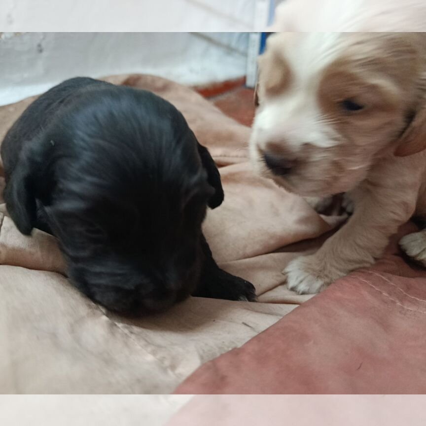 Кокер спаниель, щенок