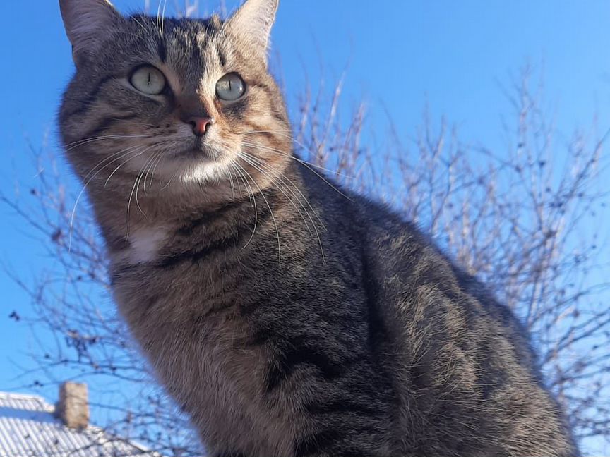 Кот Коржик ищет дом