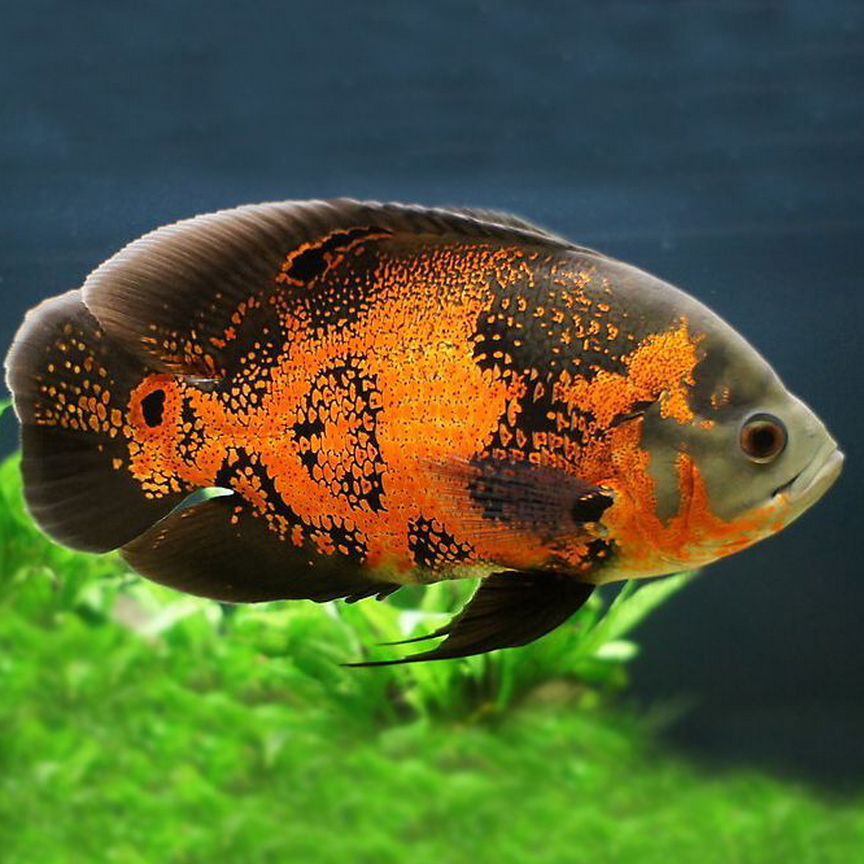 Астронотус