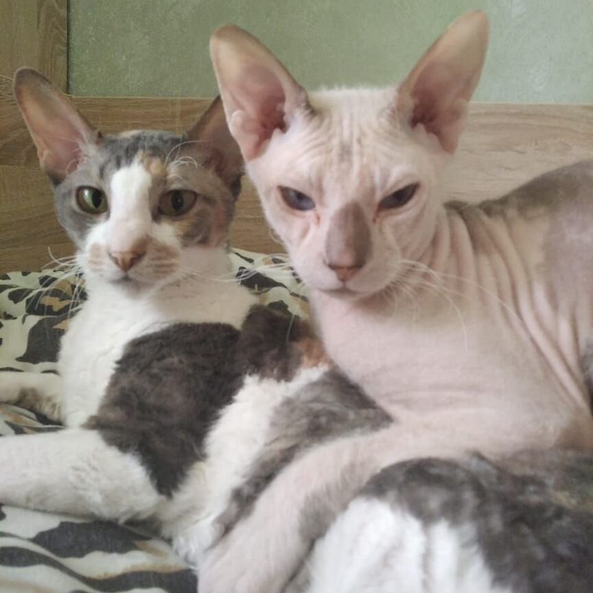 Кошки