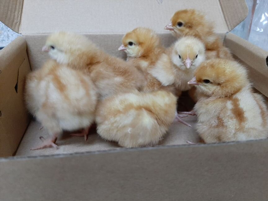 Цыплята кур несушек Ломан браун