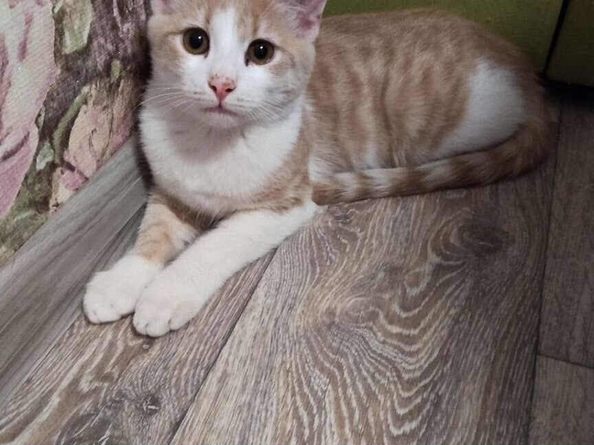 2 мальчика котика