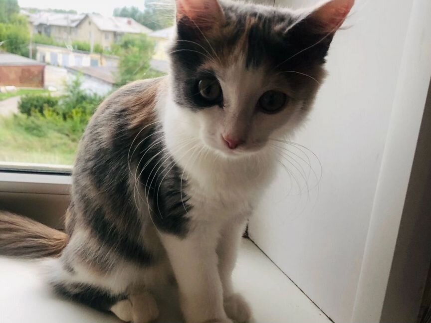 Кошечка 3мес