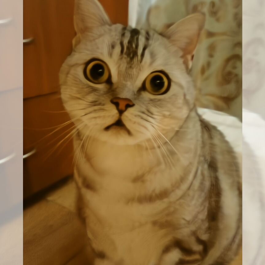 Шотландский прямоухий короткошёрстный, взрослый кот