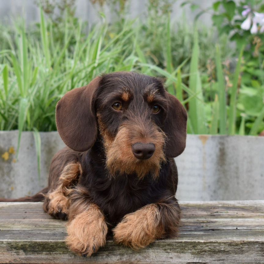 Карликовая такса