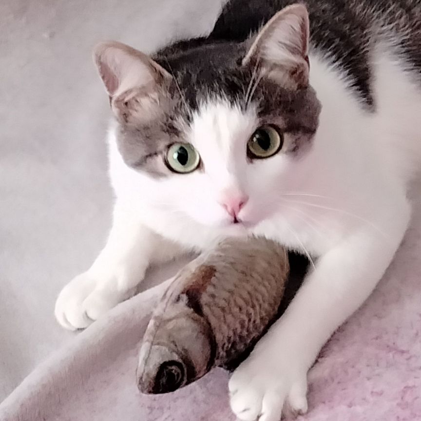 Котики бесплатно в добрые руки