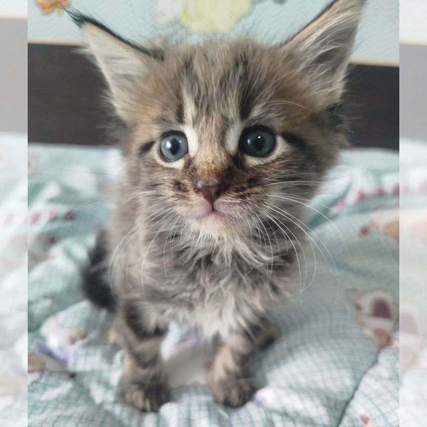 Мейн-кун котёнок