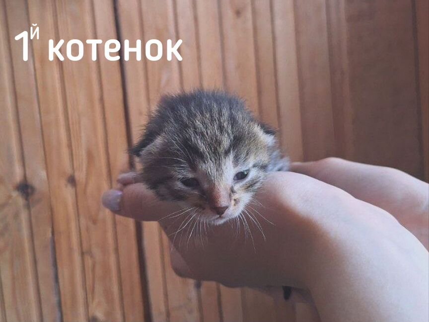 Отдаем милейших котят совершенно бесплатно