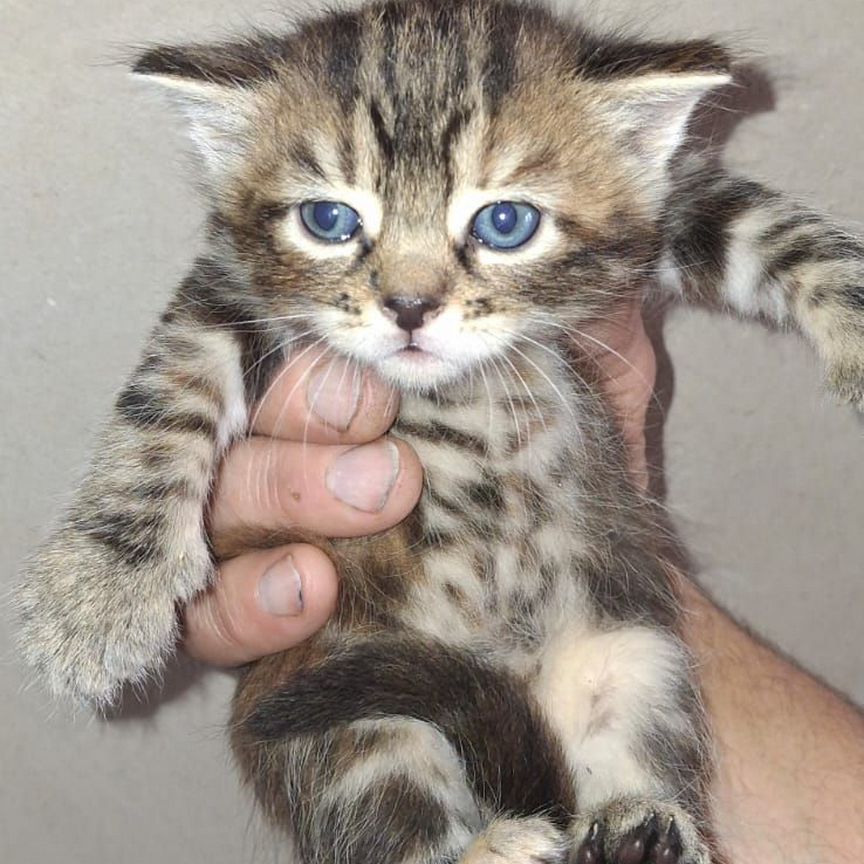 Полосатик трёхцветка девочка