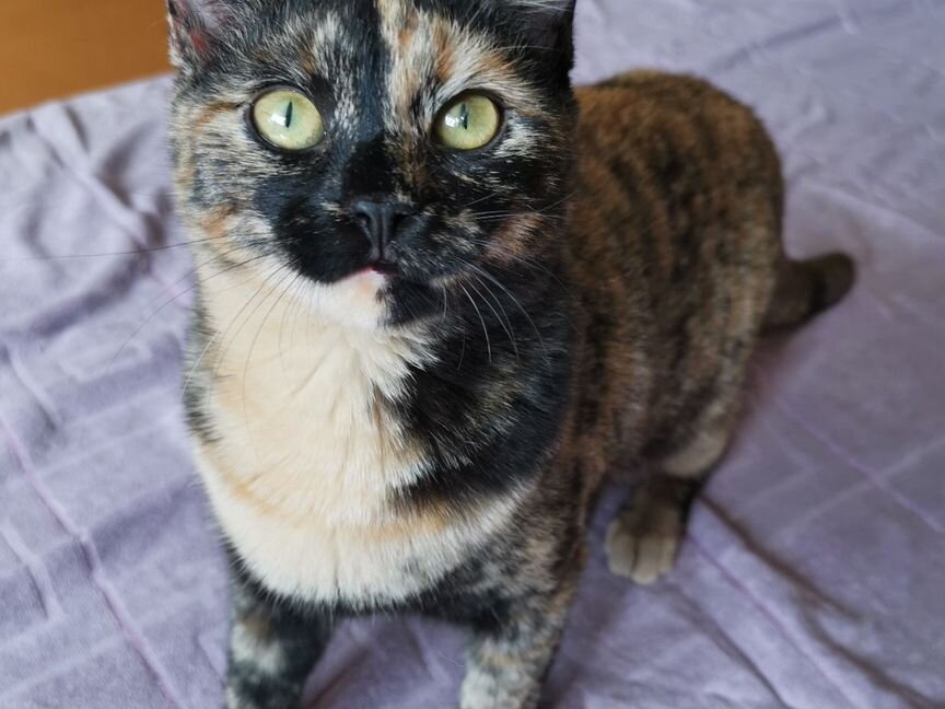 Котенок Лисса