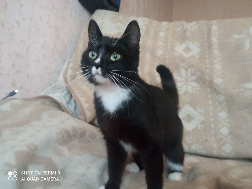 Годовалая кошечка