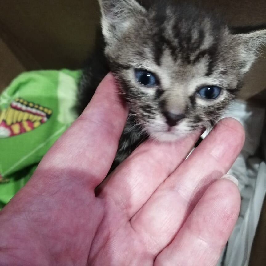 Котёнок