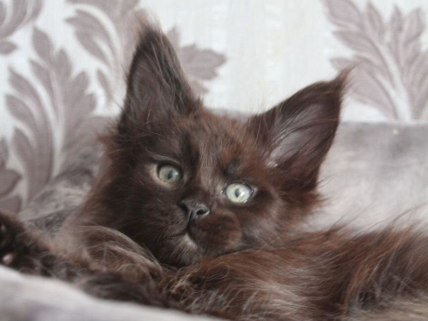 Котёнок Мейн-кун