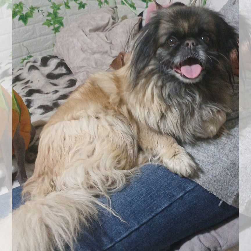 Пекинес в добрые руки