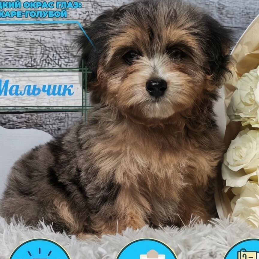 Мальтипу, щенок