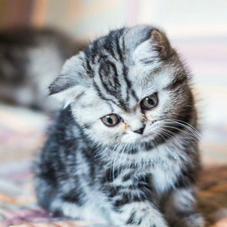 Британские котята