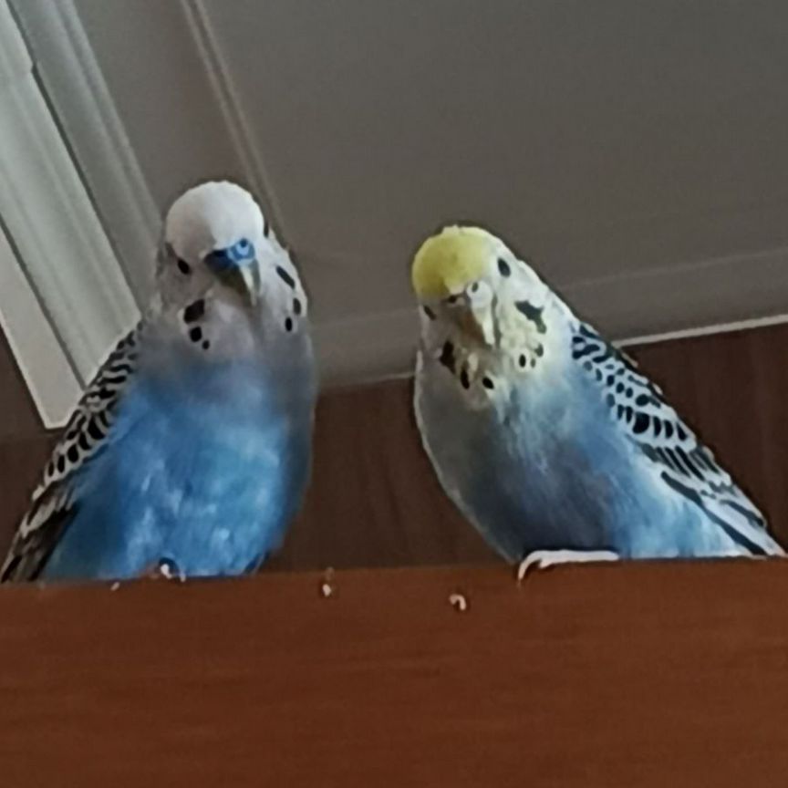 Волнистые попугайчики пара