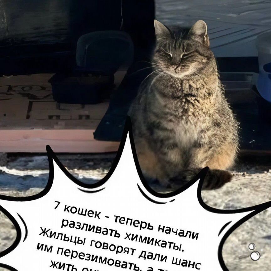 Взрослая, кошка в добрые руки