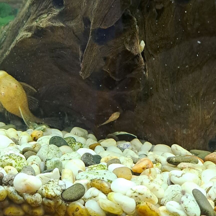 Сом анциструс обыкновенный золотой